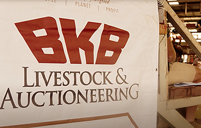 Livestock & Auctioneering | BKB